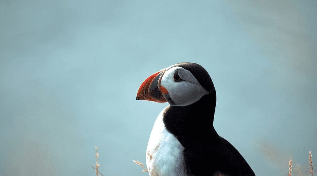 Discover the Puffins of the Westman Islands - Iceland